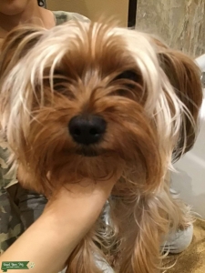 Yorkshire Terrier Stud Dogs Available Now in the United States | Breed ...