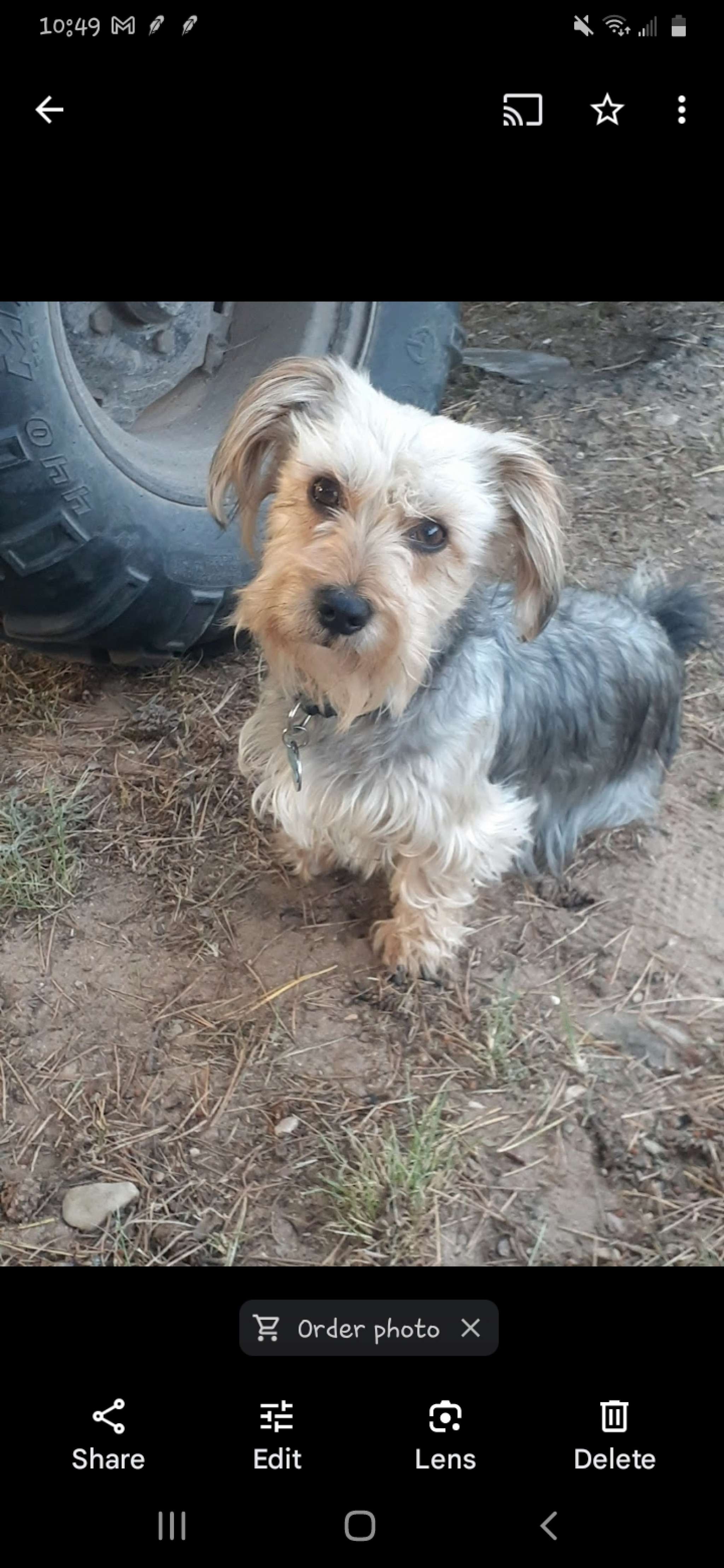 Tri colored stud/Morkie(maltese/yorkie) - Stud Dog in Michigan-Wayne ...