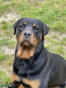 Stud Dogs the United States | Breed Your Dog