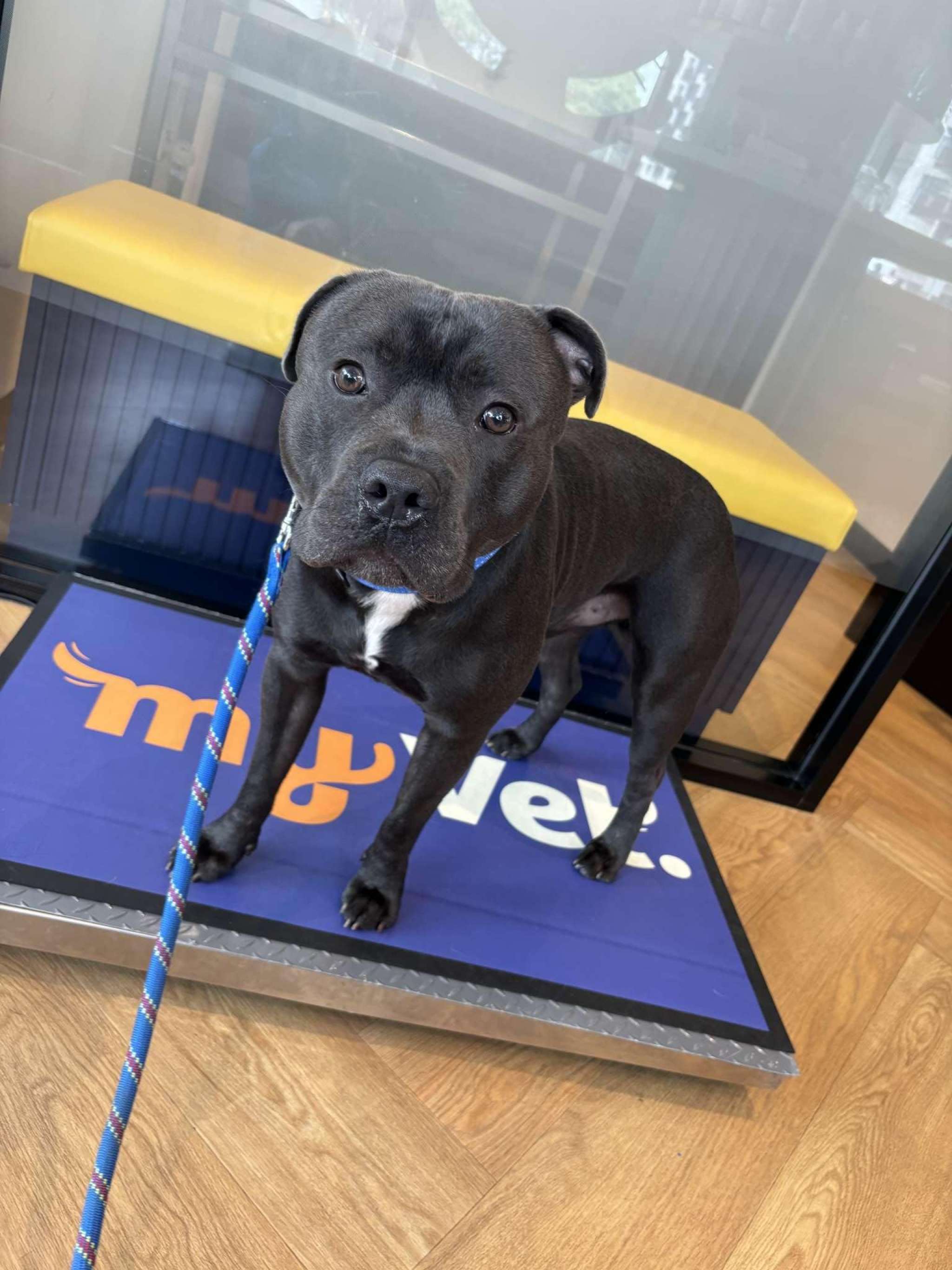 Full English blue Staffy for stud - Stud Dog in Victoria , Australia ...