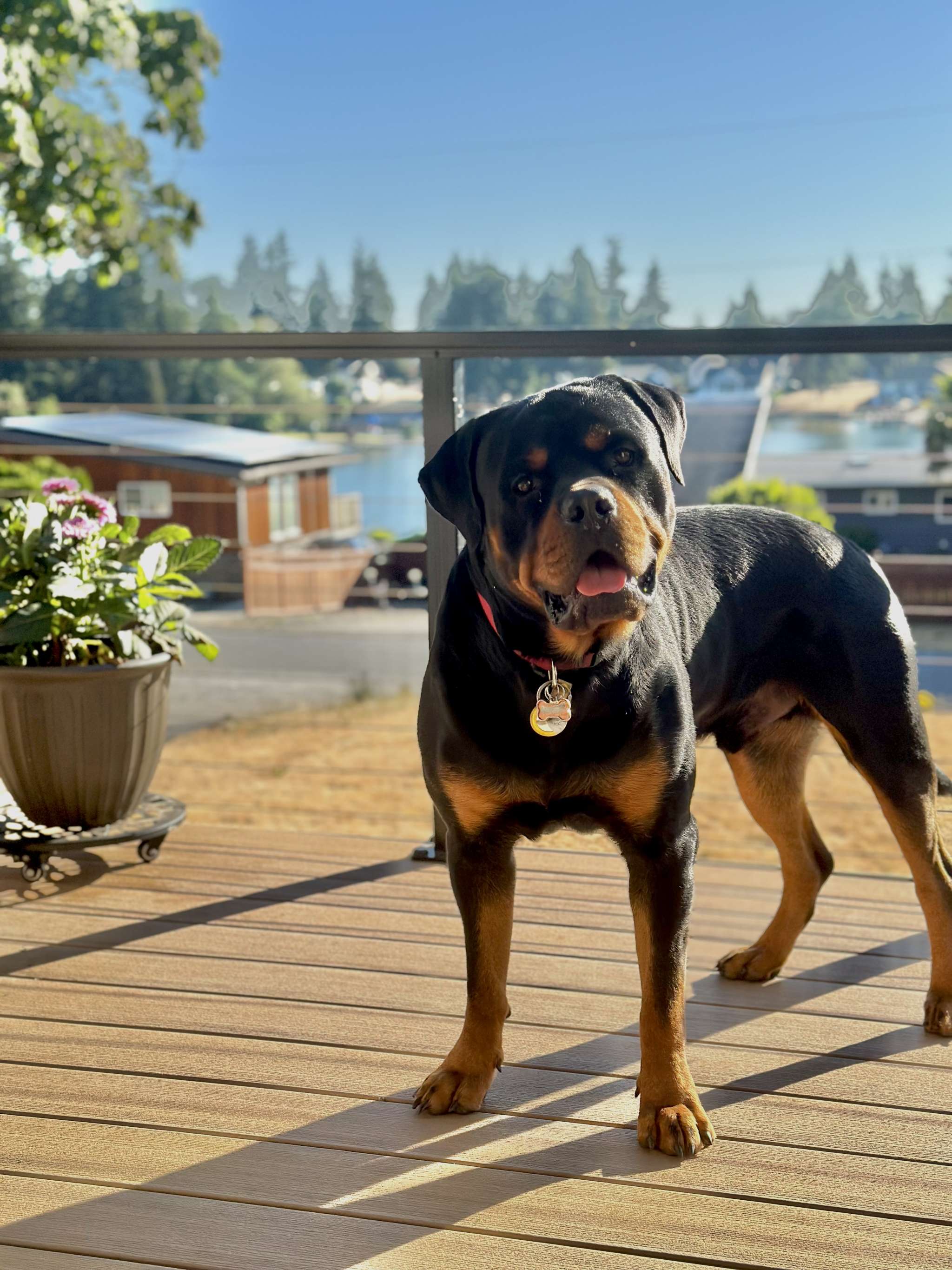 Incredible AKC Rottweiler Stud: 4 Generations of Excellence at Your Service! - Stud Dog in ...