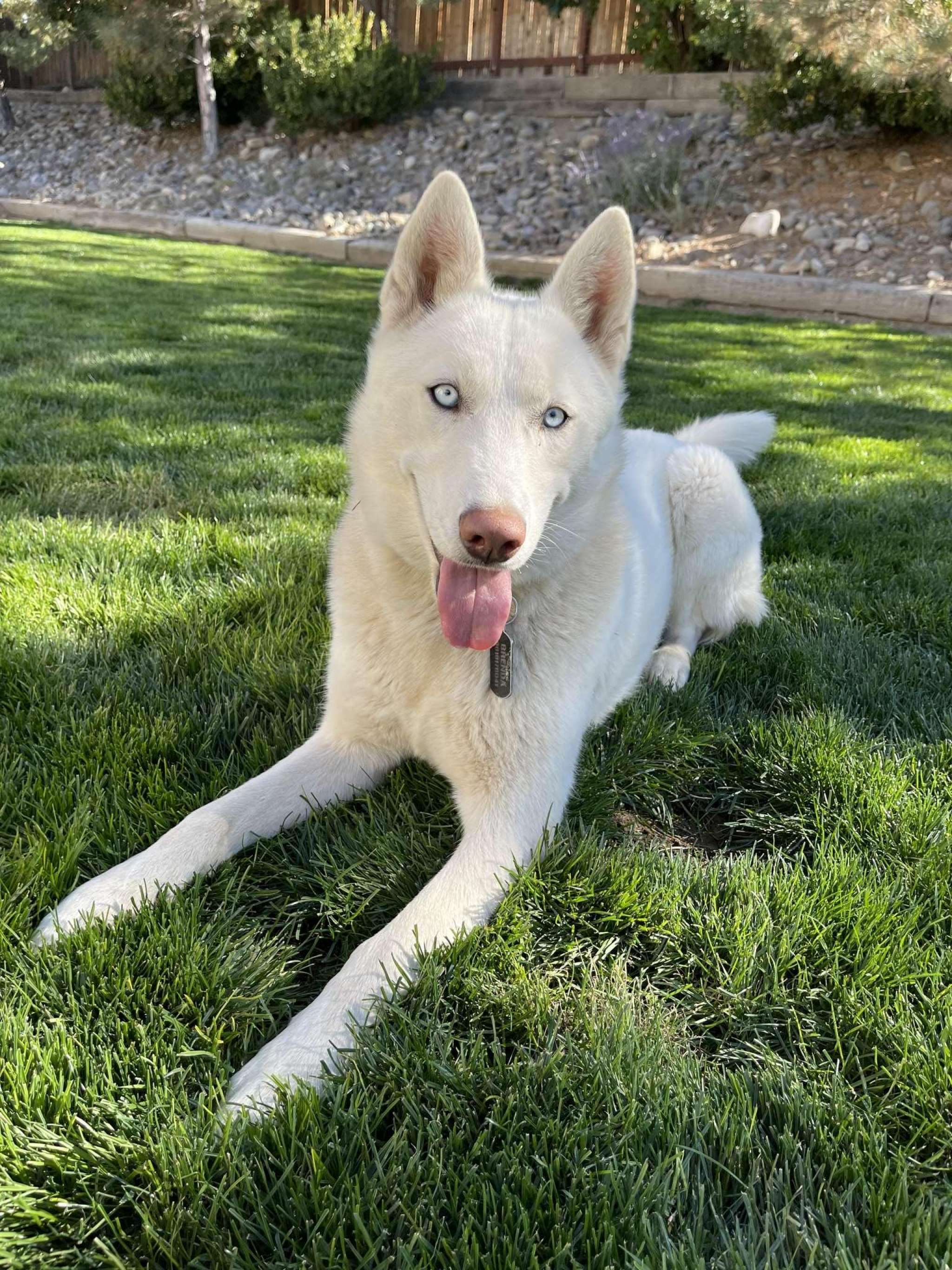 White Siberian Husky/Wolf - Stud Dog in Reno Nevada, the United States ...