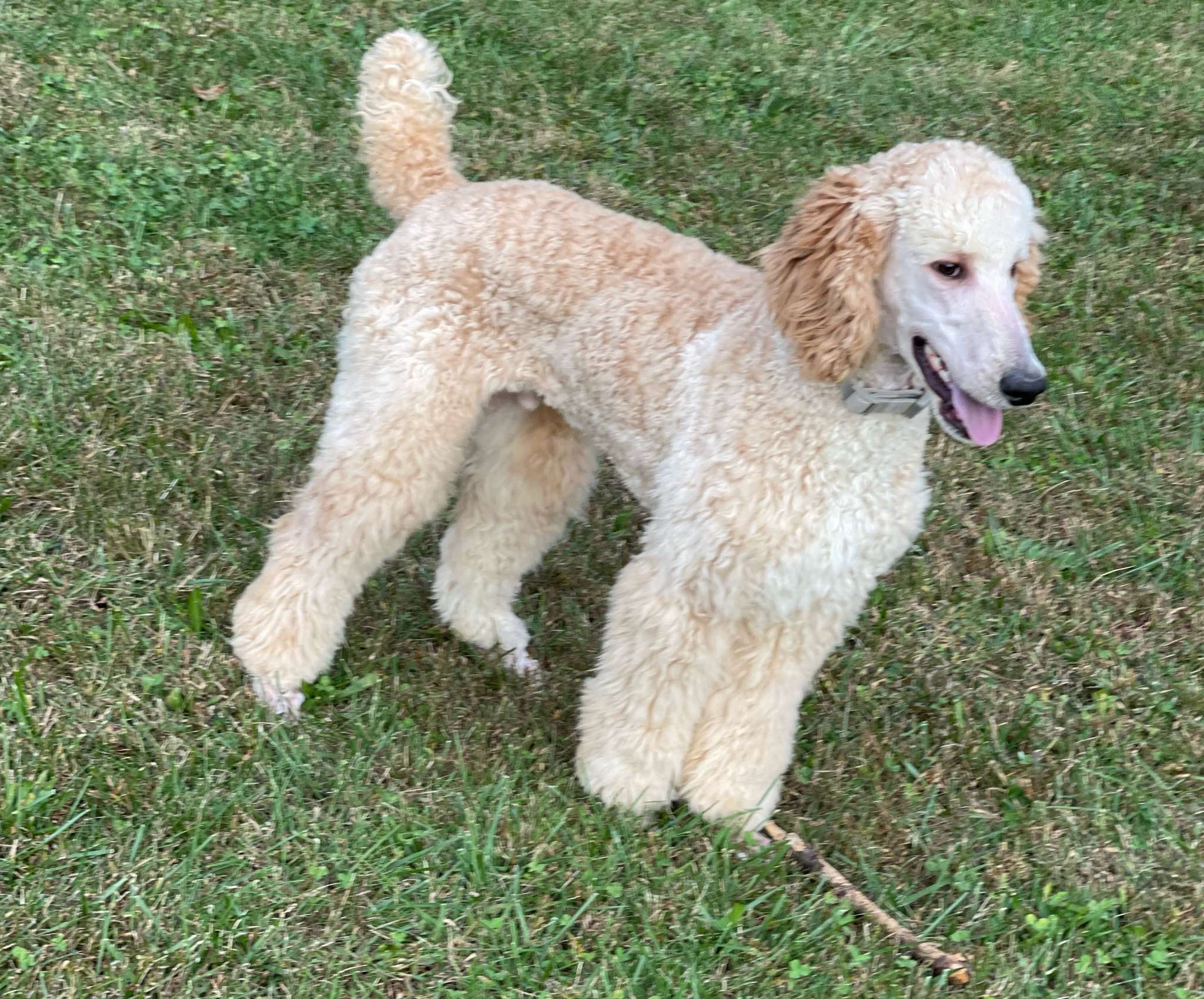 AKC Registered Cream 44lb Standard Poodle - Merle, Parti, Phantom genes ...