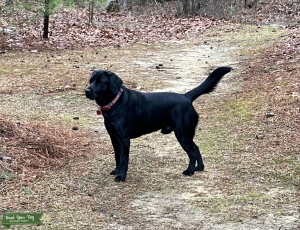 Labrador Retriever Stud Dogs Available Now in the United States | Breed ...