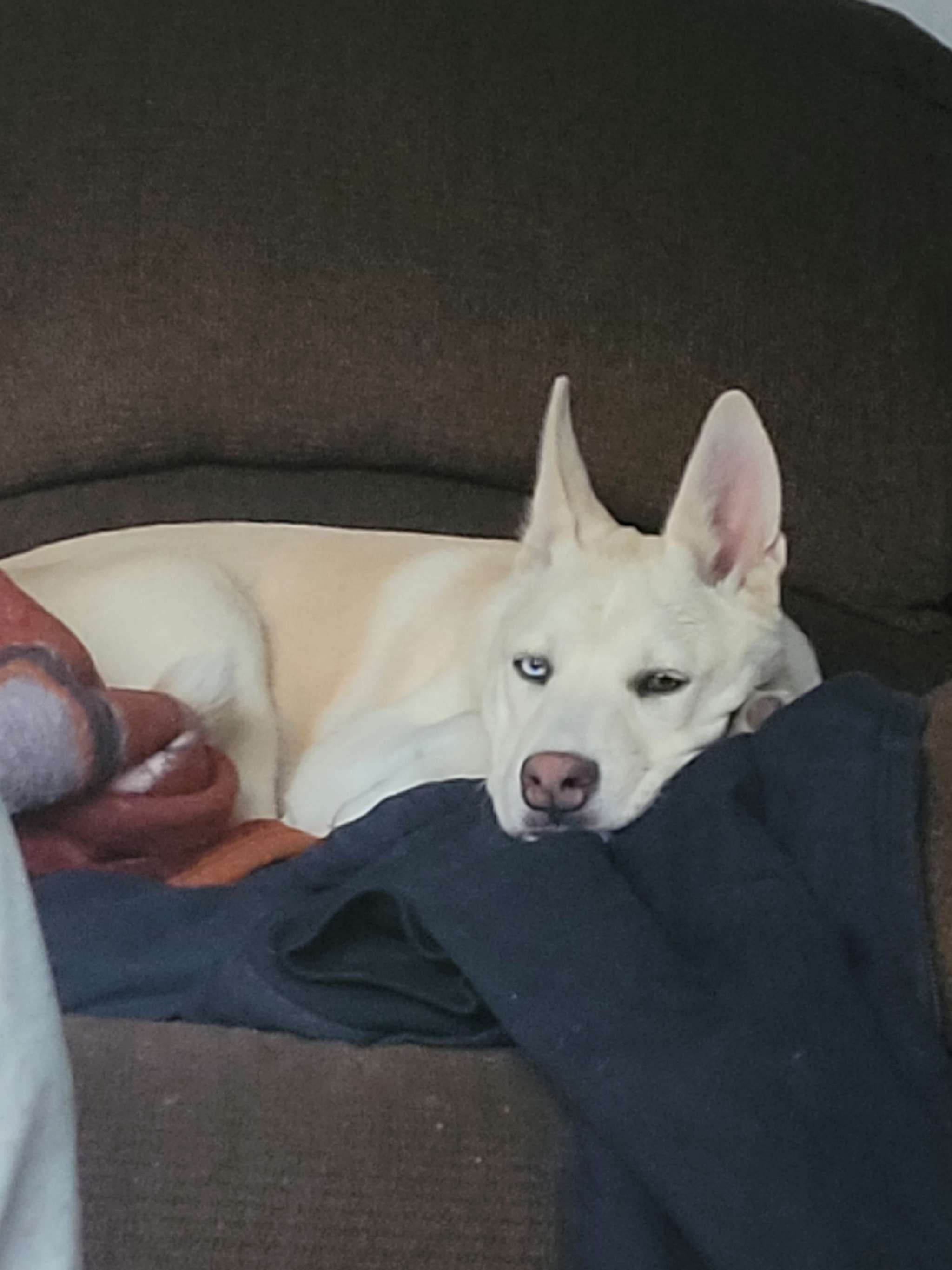 Pitsky - Stud Dog in Missouri, United States | Breed Your Dog