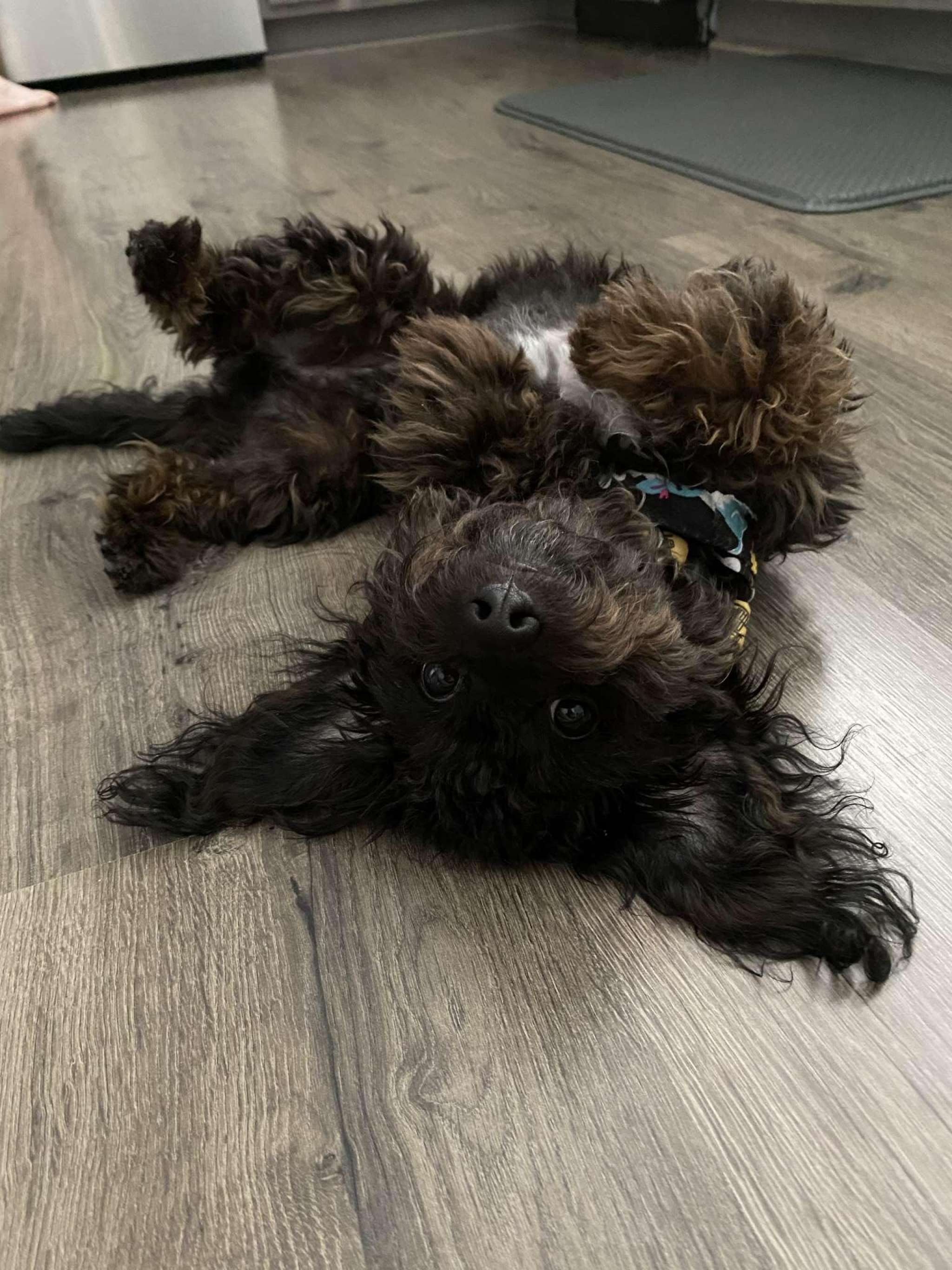 Black Mini Doxiepoo - Stud Dog in South Carolina, the United States ...