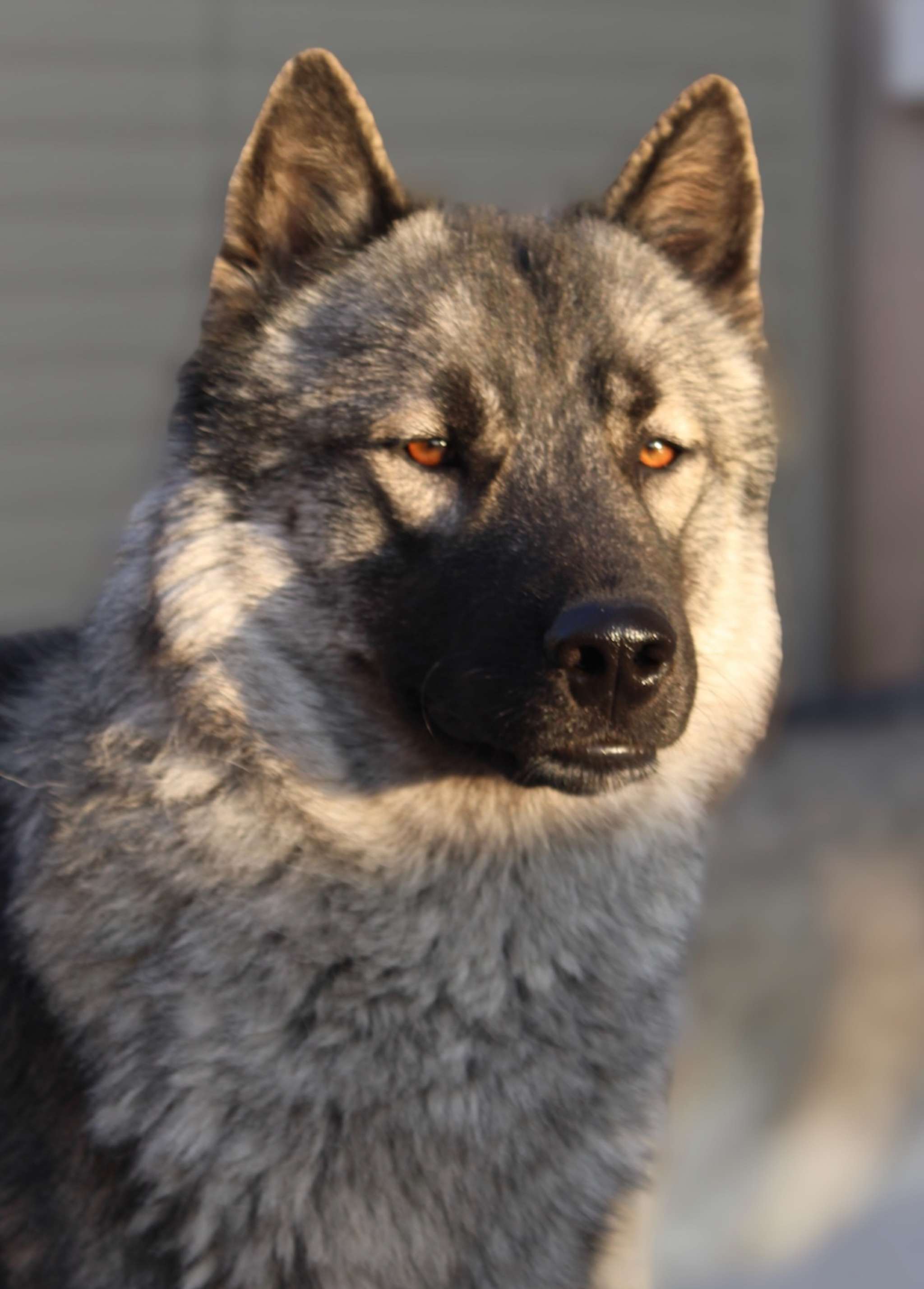 Agouti Siberian Husky - Stud Dog in California , United States | Breed ...