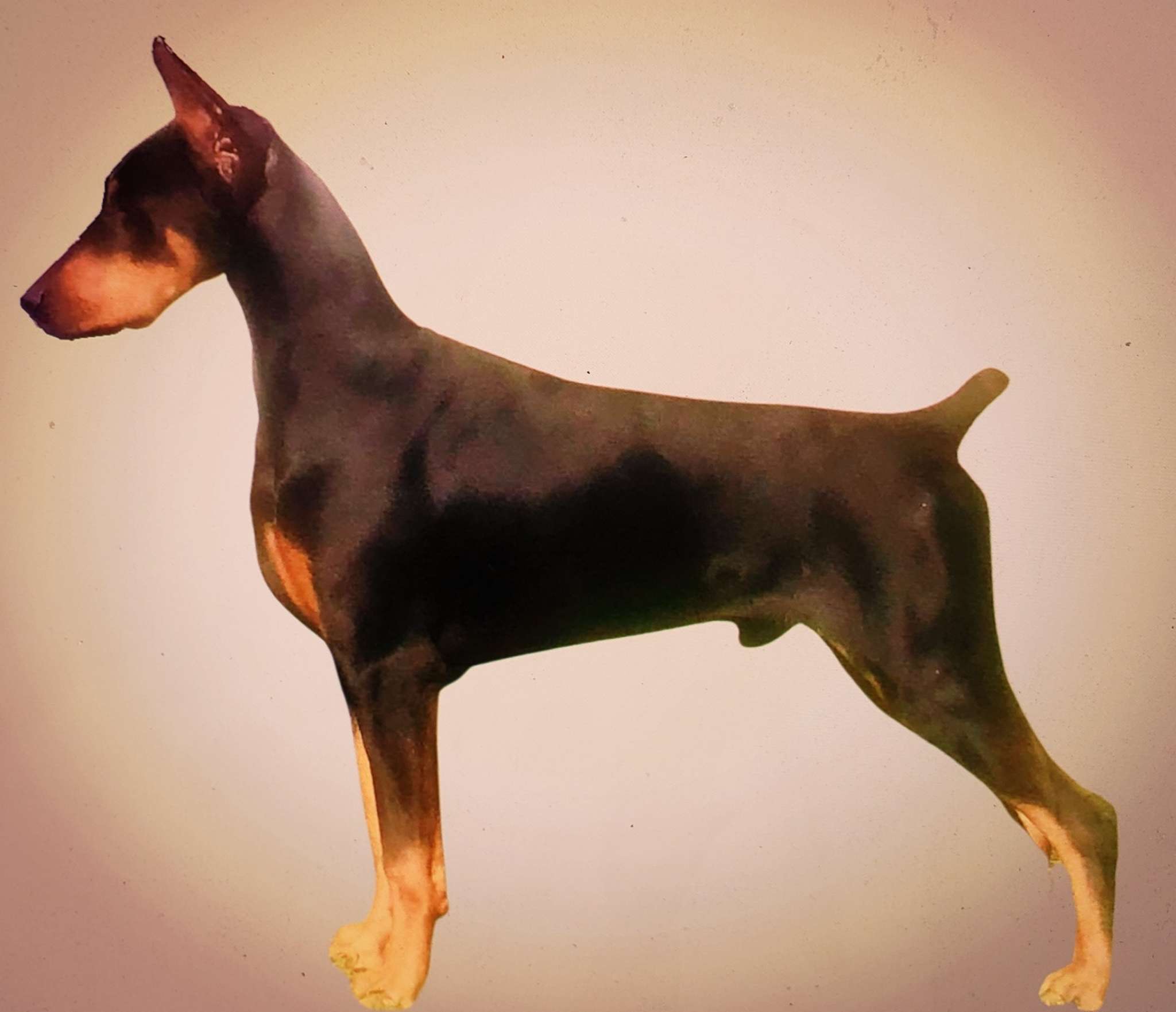 Well bred Doberman Stud dog black&tan - Stud Dog in Oregon, United ...