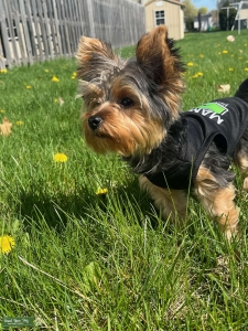 Yorkshire Terrier Stud Dogs Available Now in the United States | Breed ...