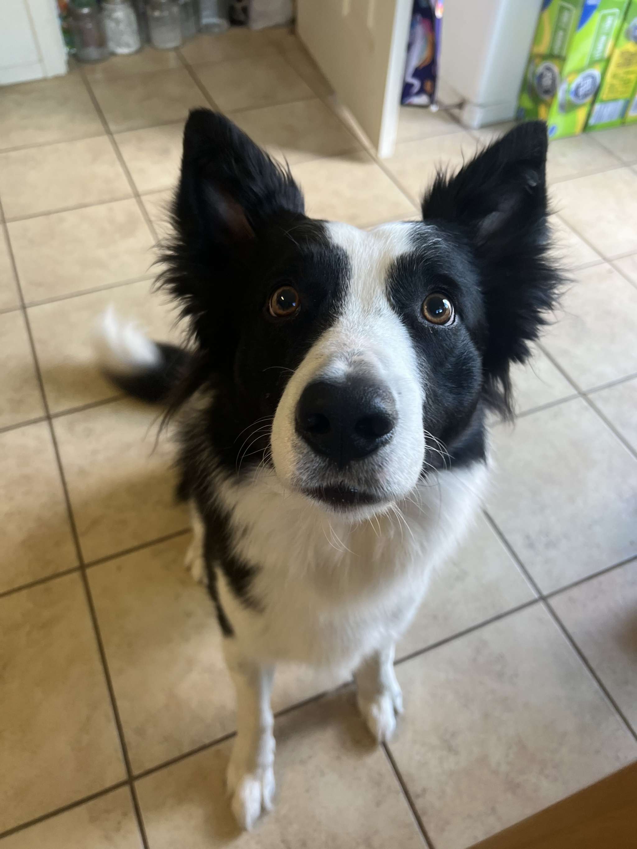 Border Collie Stud - Stud Dog in Arizona, United States | Breed Your Dog