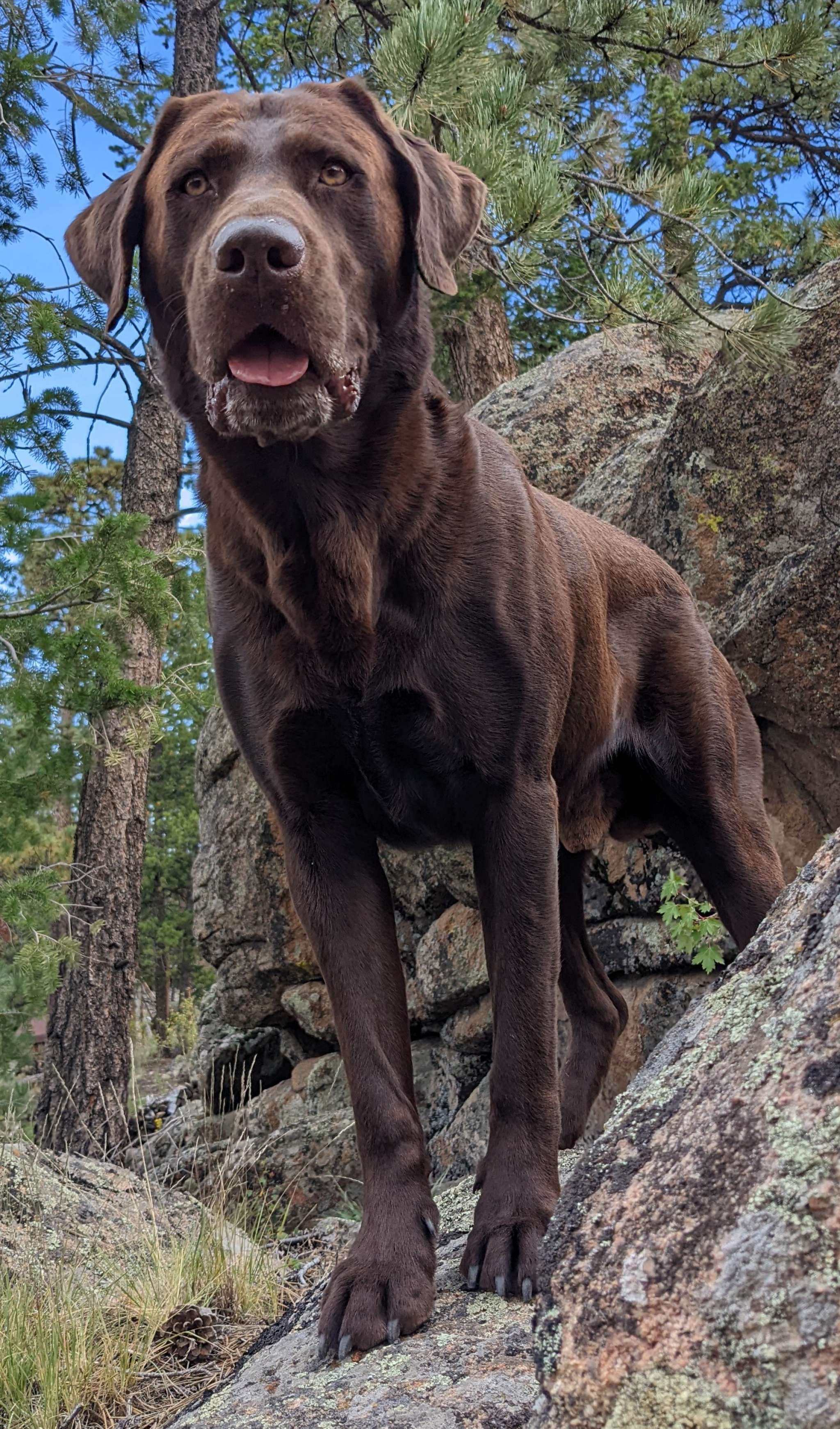 Dark Chocolate Lab - Stud Dog in Colorado, United States | Breed Your Dog