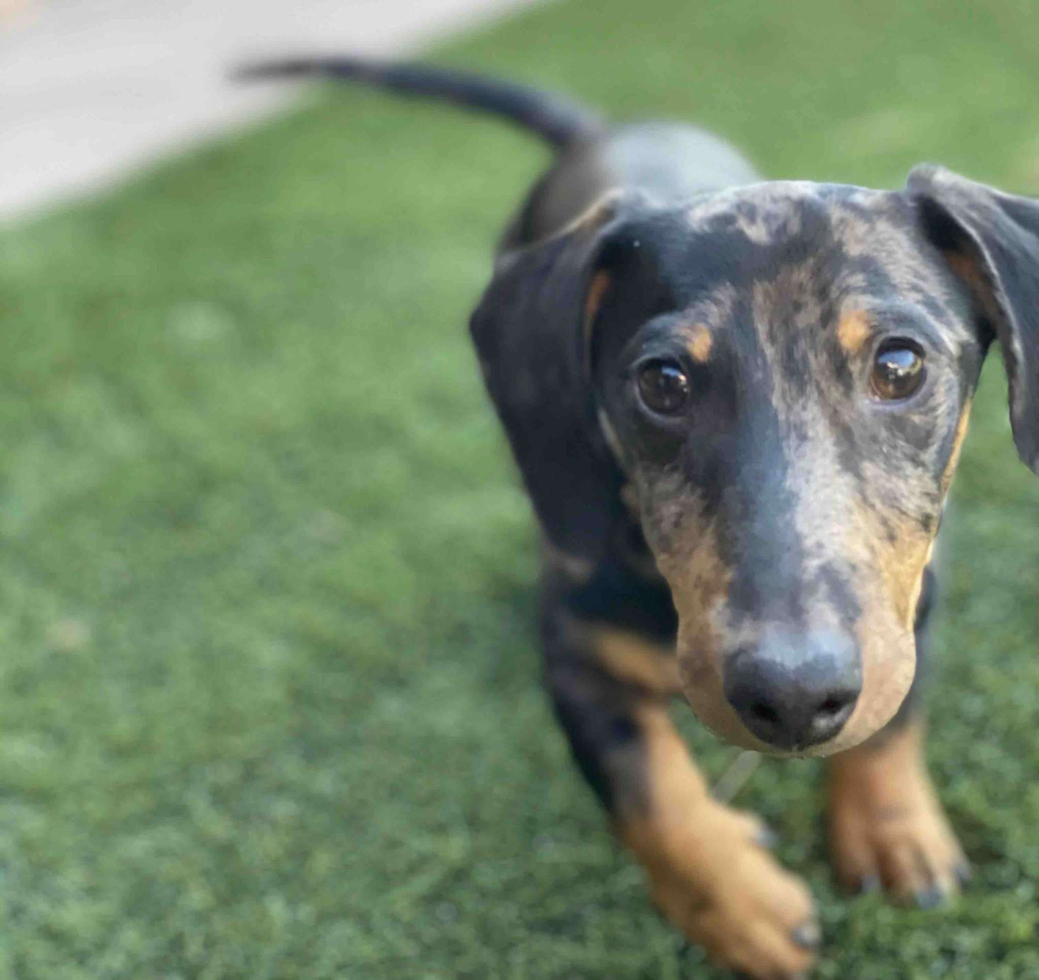 Mini Male Dapple Dachshund - Stud Dog in Maricopa, United States ...