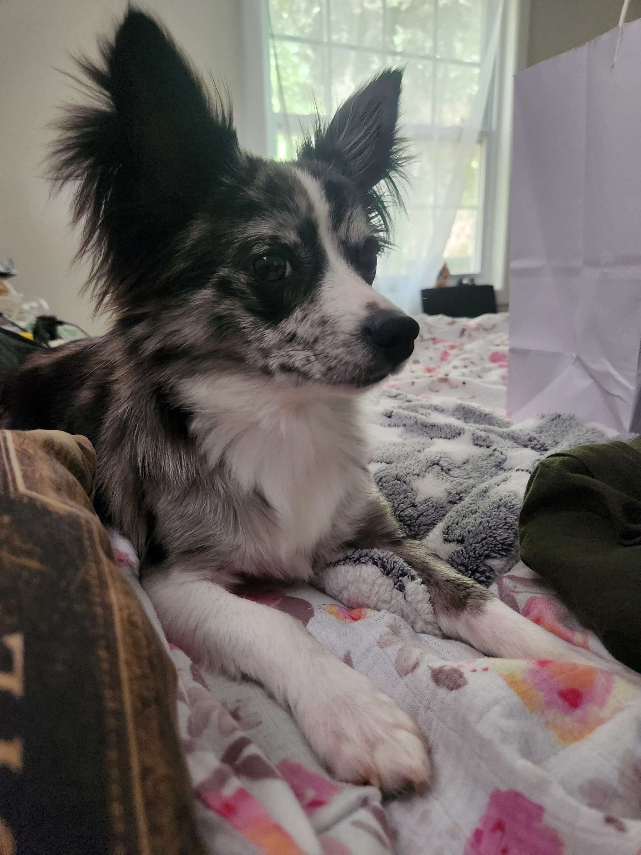 AKC Merle Long-Hair stud - Stud Dog in Florida, the United States ...