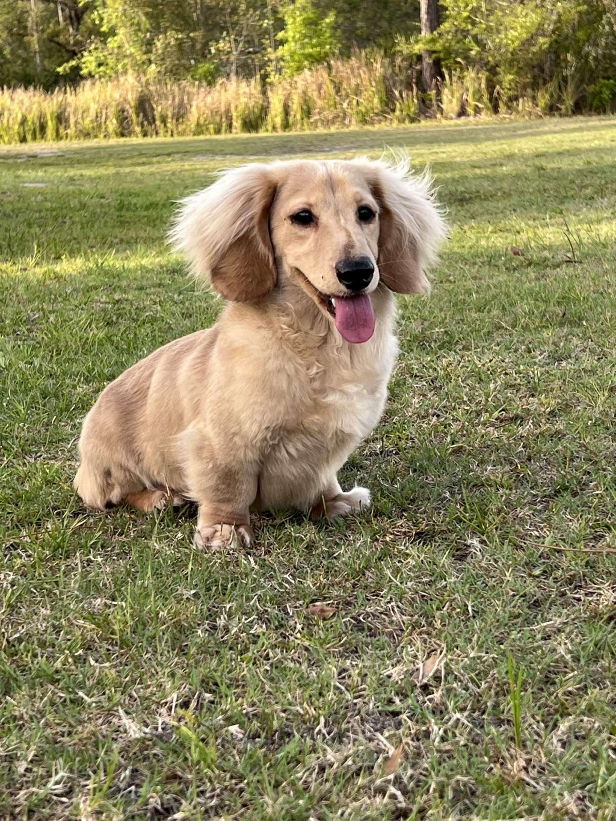 Long Hair Cream Mini Dachshund - Stud Dog in West Central Florida ...