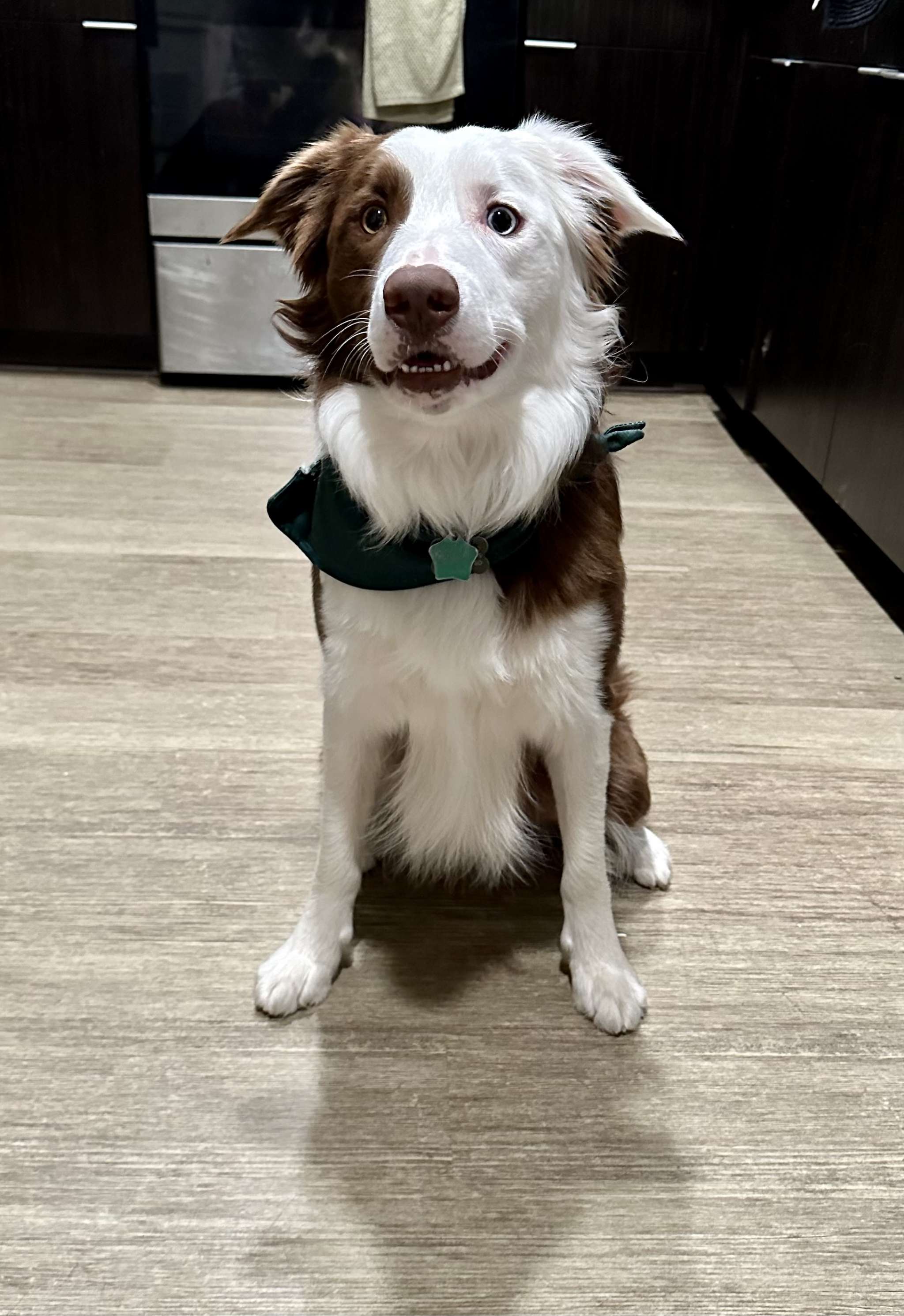 Border Collie Stud - Stud Dog in Mississippi, United States | Breed ...