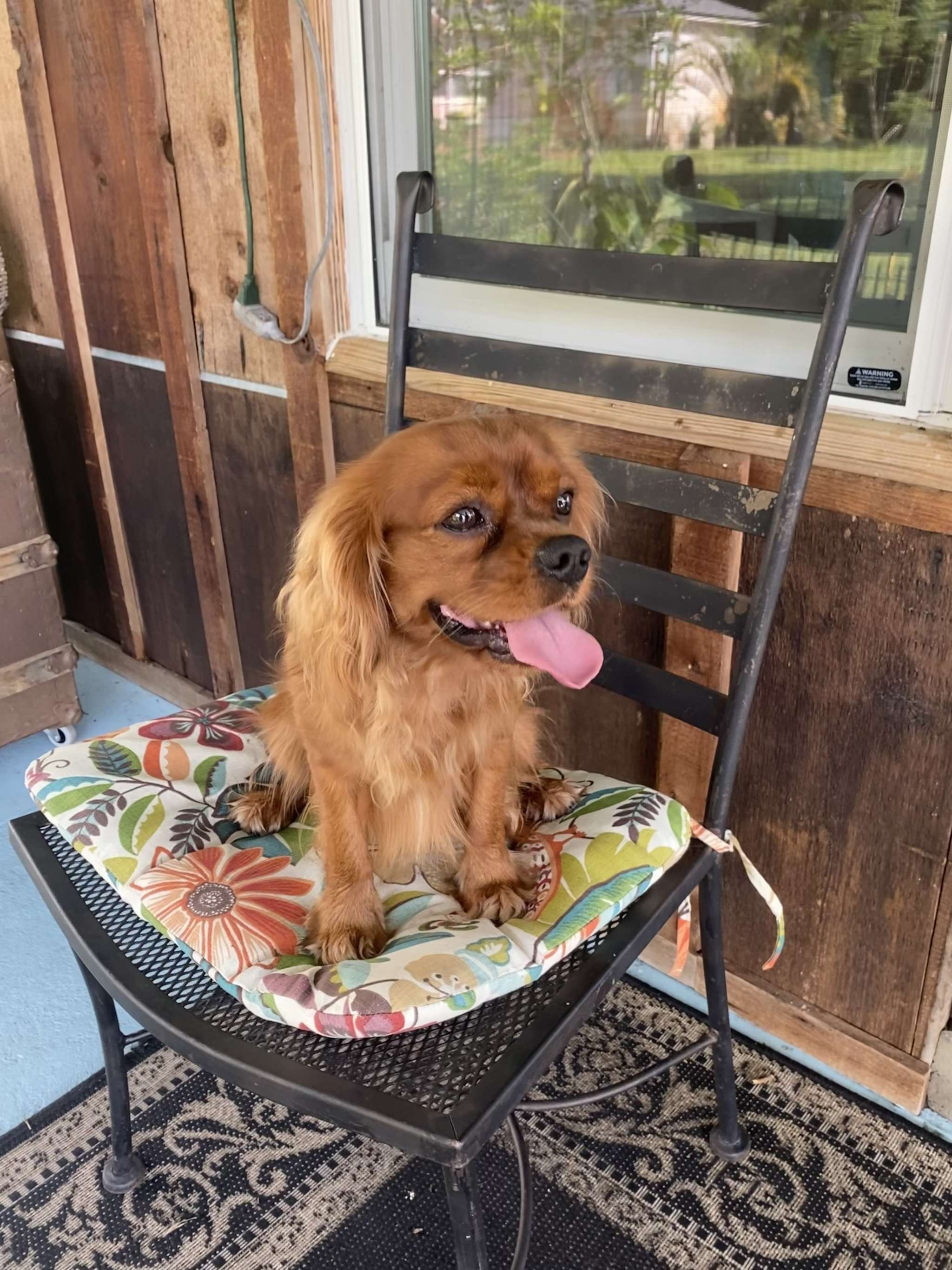 AKC DNA Stud - Stud Dog in Florida, United States | Breed Your Dog