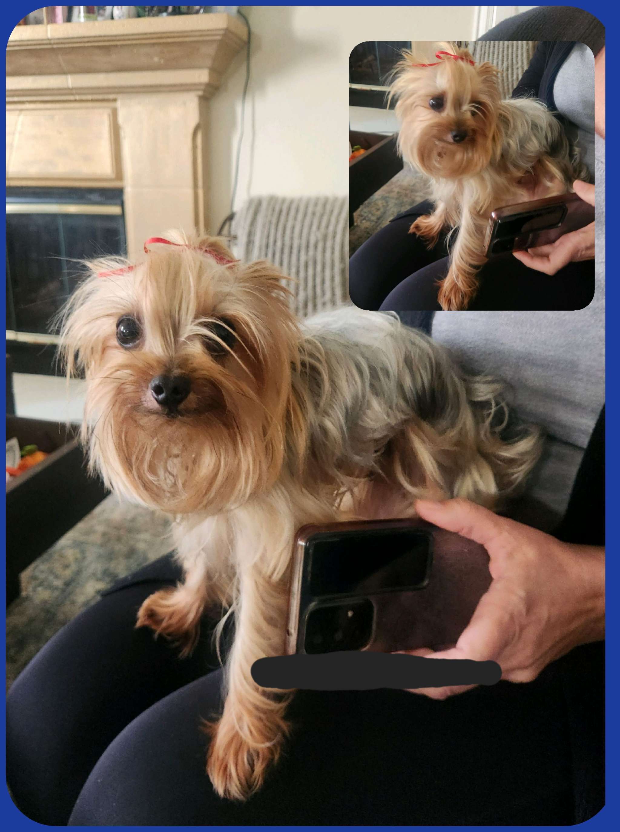 3.5lb Yorkie Stud - Stud Dog in CA, United States | Breed Your Dog