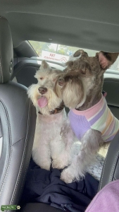 Stud Dogs the United States | Breed Your Dog