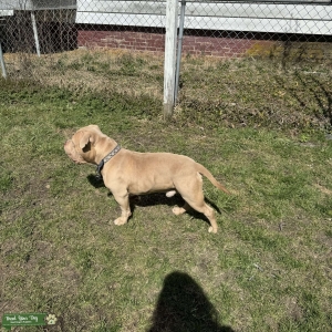 Stud Dogs the United States | Breed Your Dog