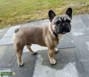 Stud Dogs the United States | Breed Your Dog