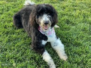 Stud Dogs the United States | Breed Your Dog