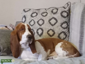 Stud Dogs the United States | Breed Your Dog