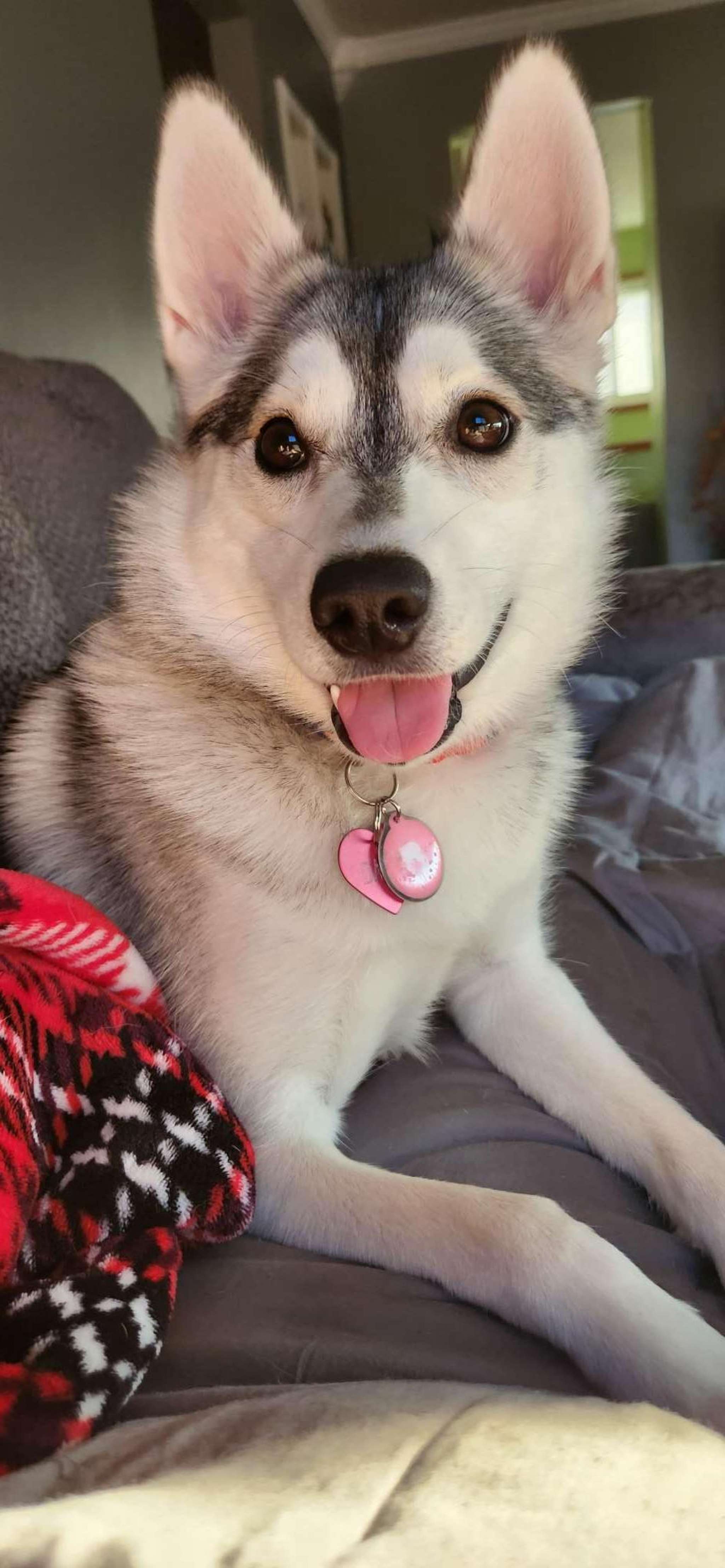 B/W pomsky F2 - Stud Dog in Michigan, the United States | Breed Your Dog