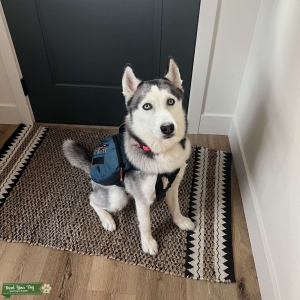 Stud Dogs the United States | Breed Your Dog