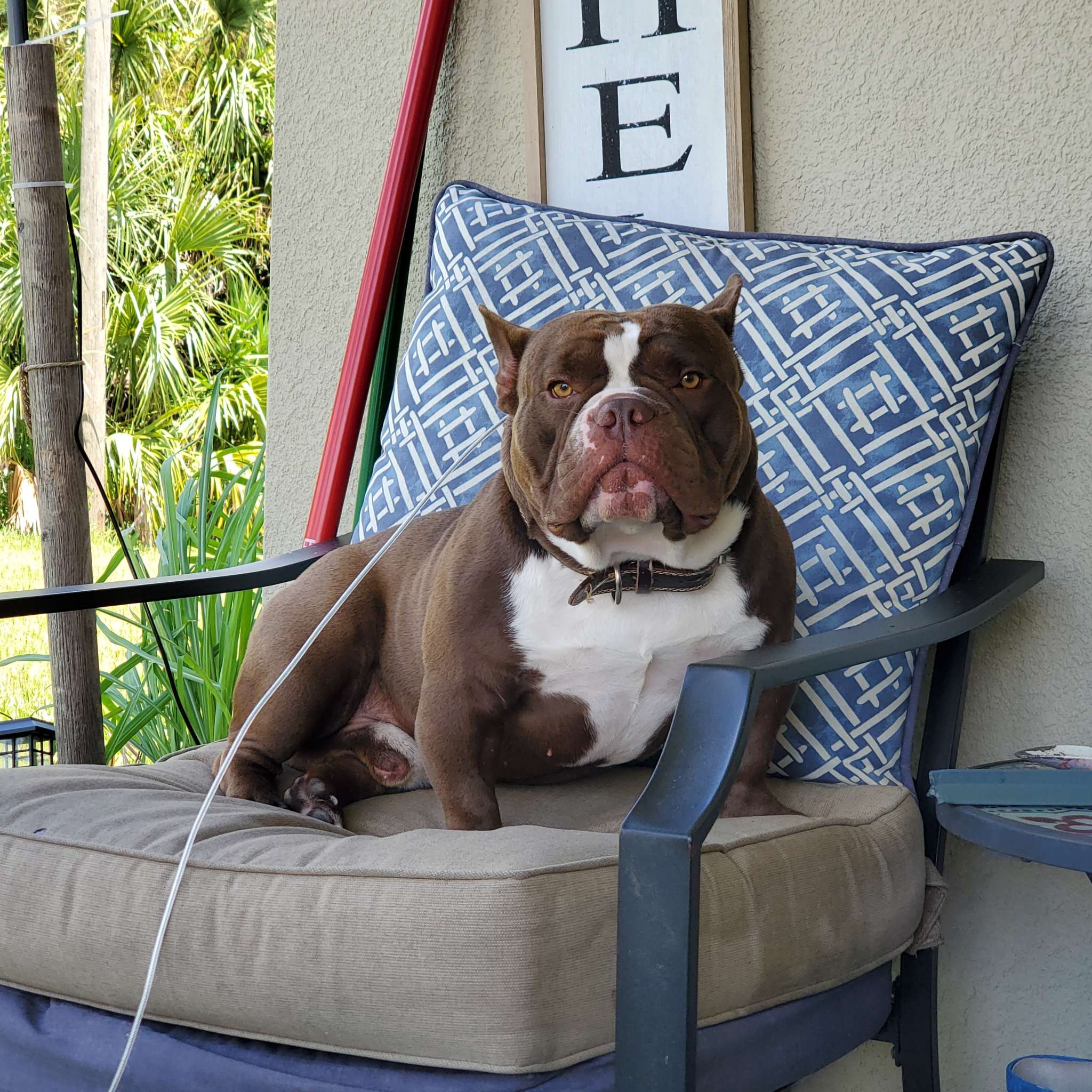 Pure American Bully Stud - Stud Dog in Florida, United States | Breed ...