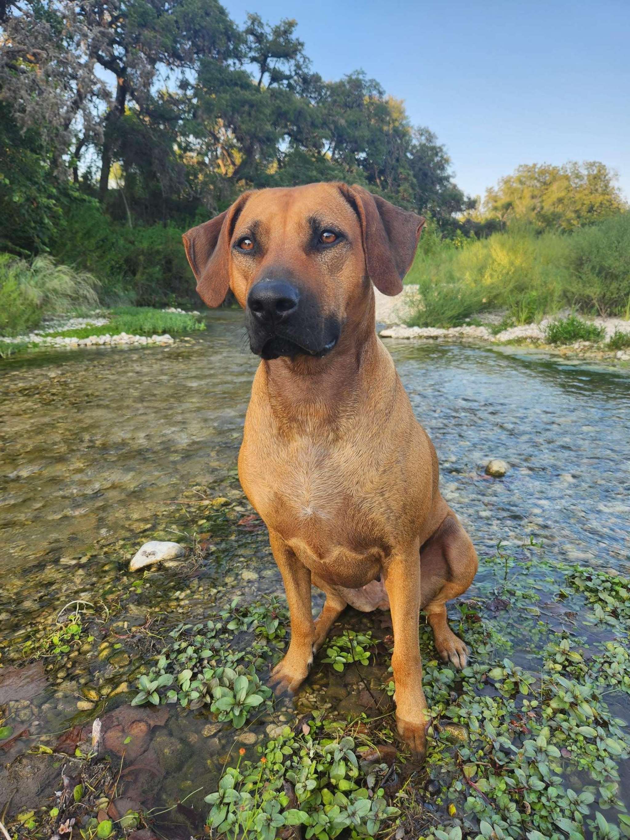 Zola - Athletic, sweet disposition Rhodesian Ridgeback female, pedigree ...