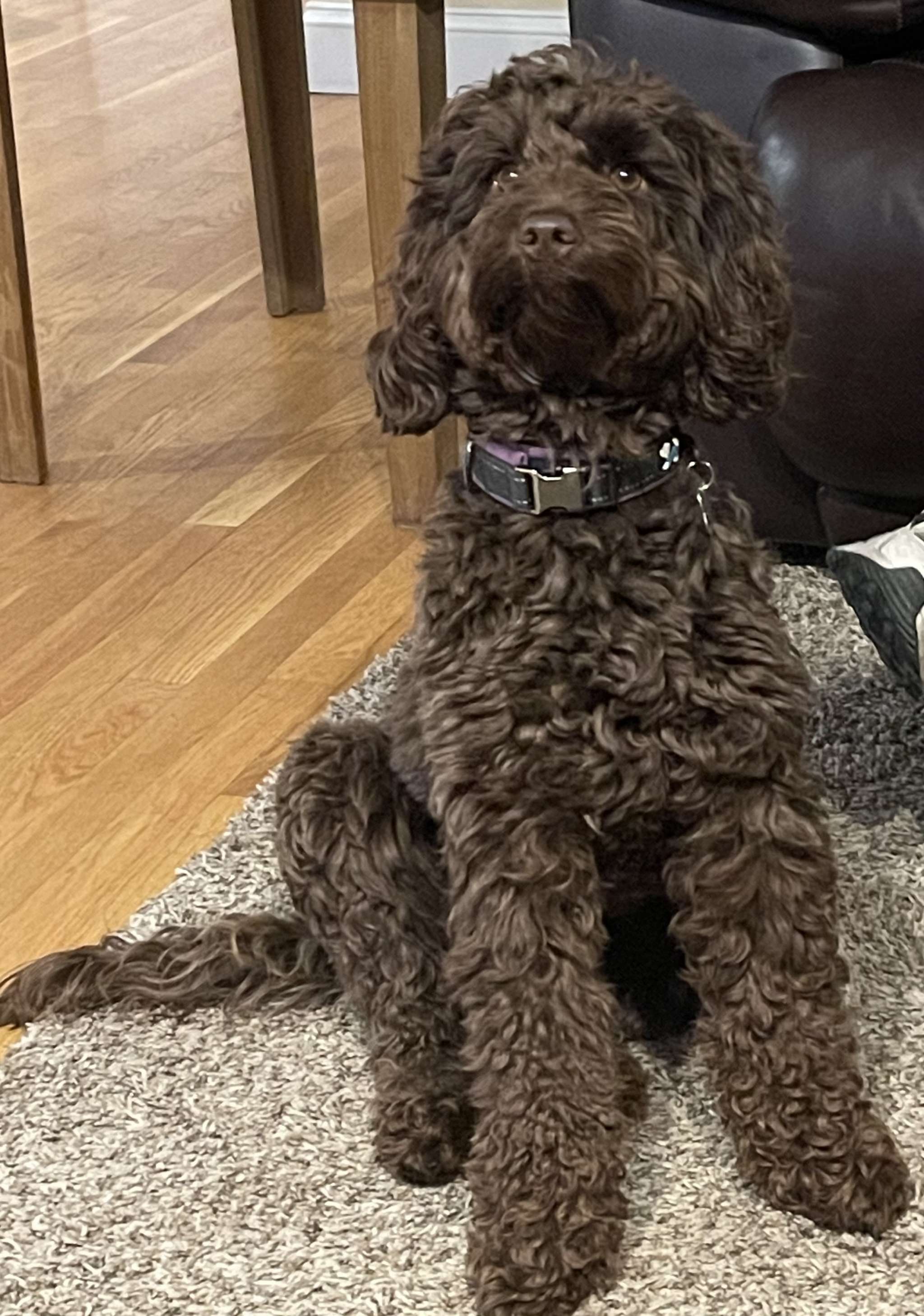 Miniature Australian Labradoodle - Stud Dog in Barnstable county ...
