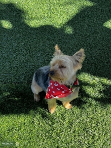Yorkshire Terrier Stud Dogs Available Now in the United States | Breed ...