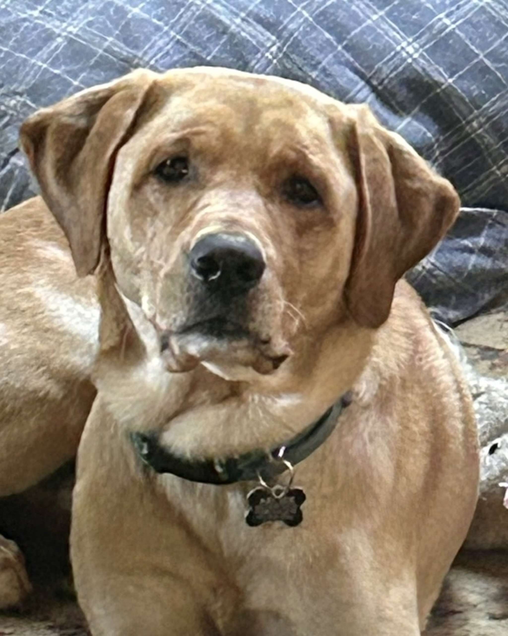 Yellow Lab Stud - Stud Dog in Pennsylvania , the United States | Breed ...