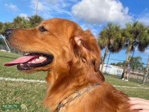 Stud Dogs the United States | Breed Your Dog