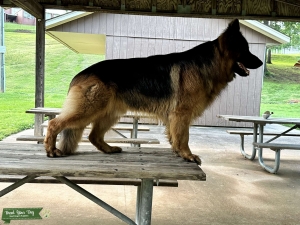 Stud Dogs the United States | Breed Your Dog