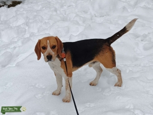 Stud Dogs the United States | Breed Your Dog