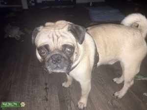 Stud Dogs the United States | Breed Your Dog