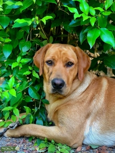 Labrador Retriever Stud Dogs Available Now in the United States | Breed ...