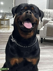 Stud Dogs the United States | Breed Your Dog