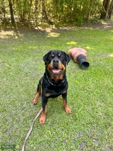 Stud Dogs the United States | Breed Your Dog