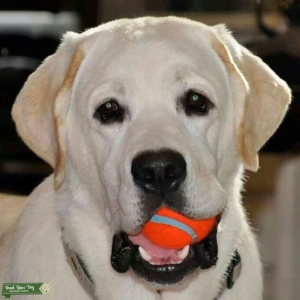 Stud Dogs the United States | Breed Your Dog