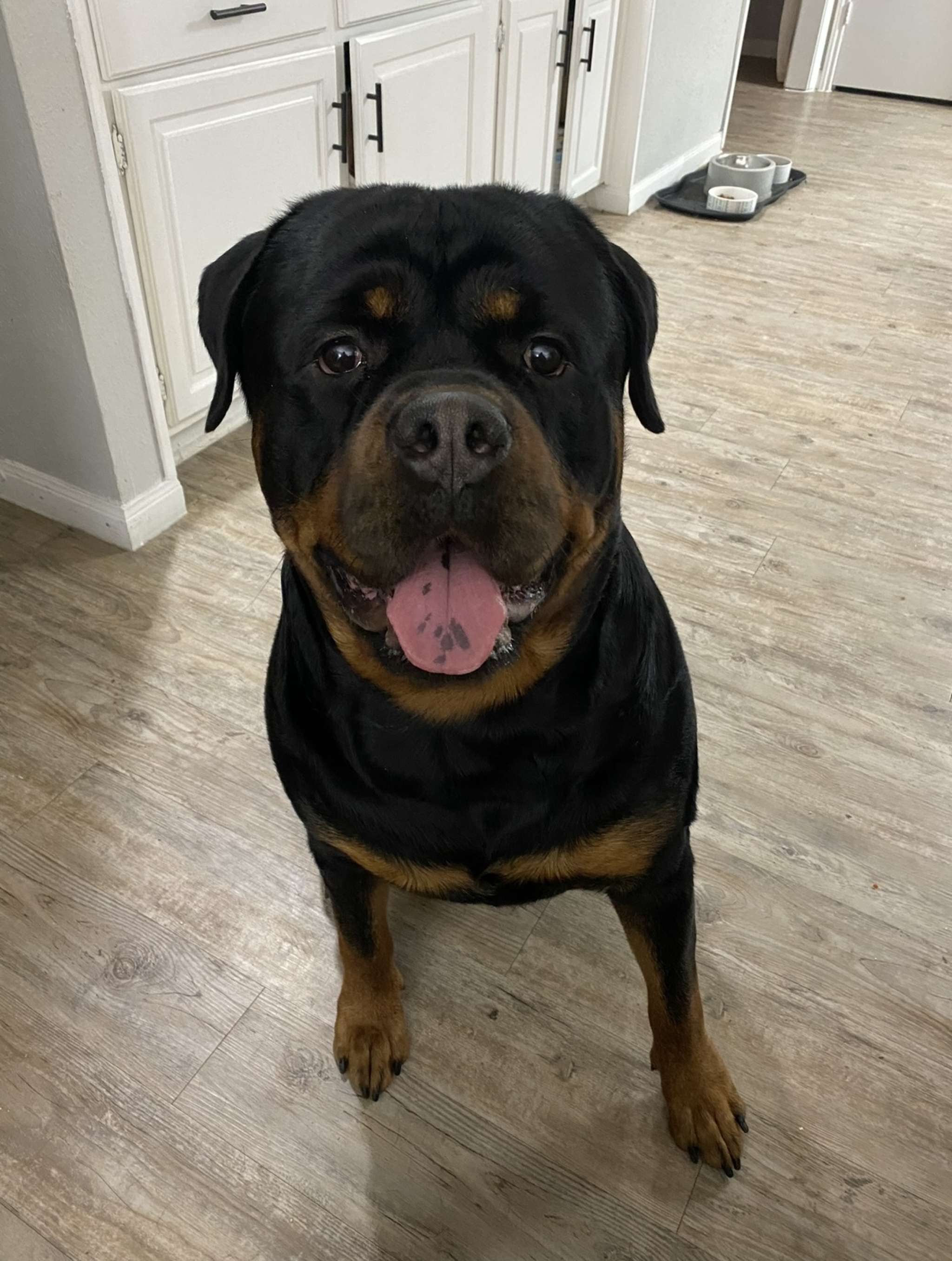 AKC German Rottweiler - Stud Dog in Houston, Tx , United States | Breed ...