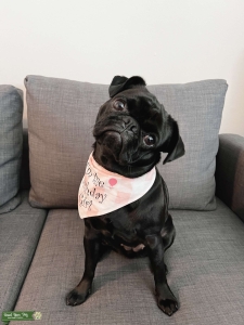 Stud Dogs the United States | Breed Your Dog