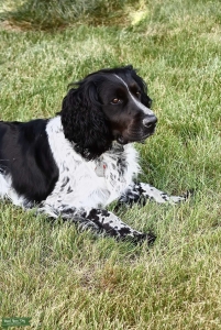 Stud Dogs the United States | Breed Your Dog