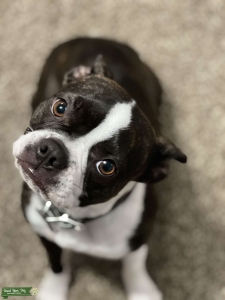 Stud Dogs the United States | Breed Your Dog