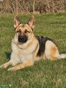 Stud Dogs the United States | Breed Your Dog