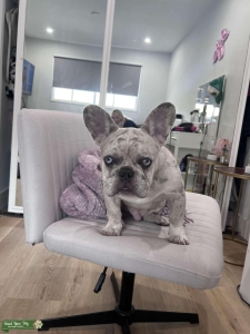 Stud Dogs the United States | Breed Your Dog