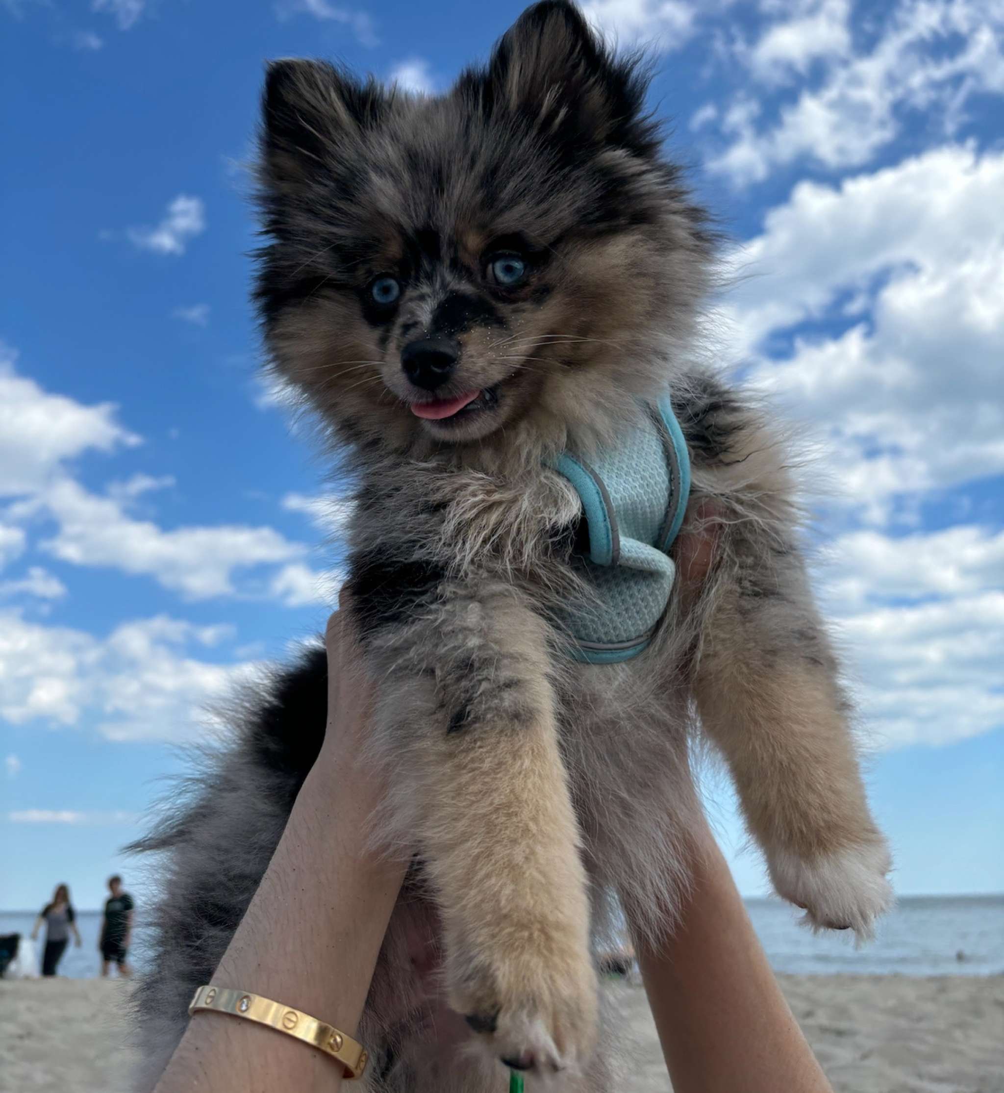 Rare Merle Color blue-eyed mini Pomsky - Stud Dog in Nyc , the United ...