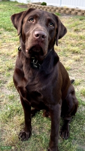 Labrador Retriever Stud Dogs Available Now in the United States | Breed ...