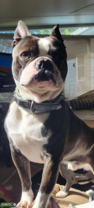 Stud Dogs the United States | Breed Your Dog